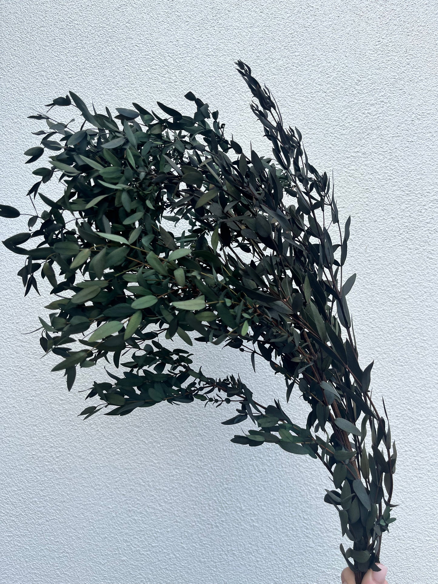 Dark Green Italian Ruscus Bunch Dried Flower – Catherine Phillips Real ...