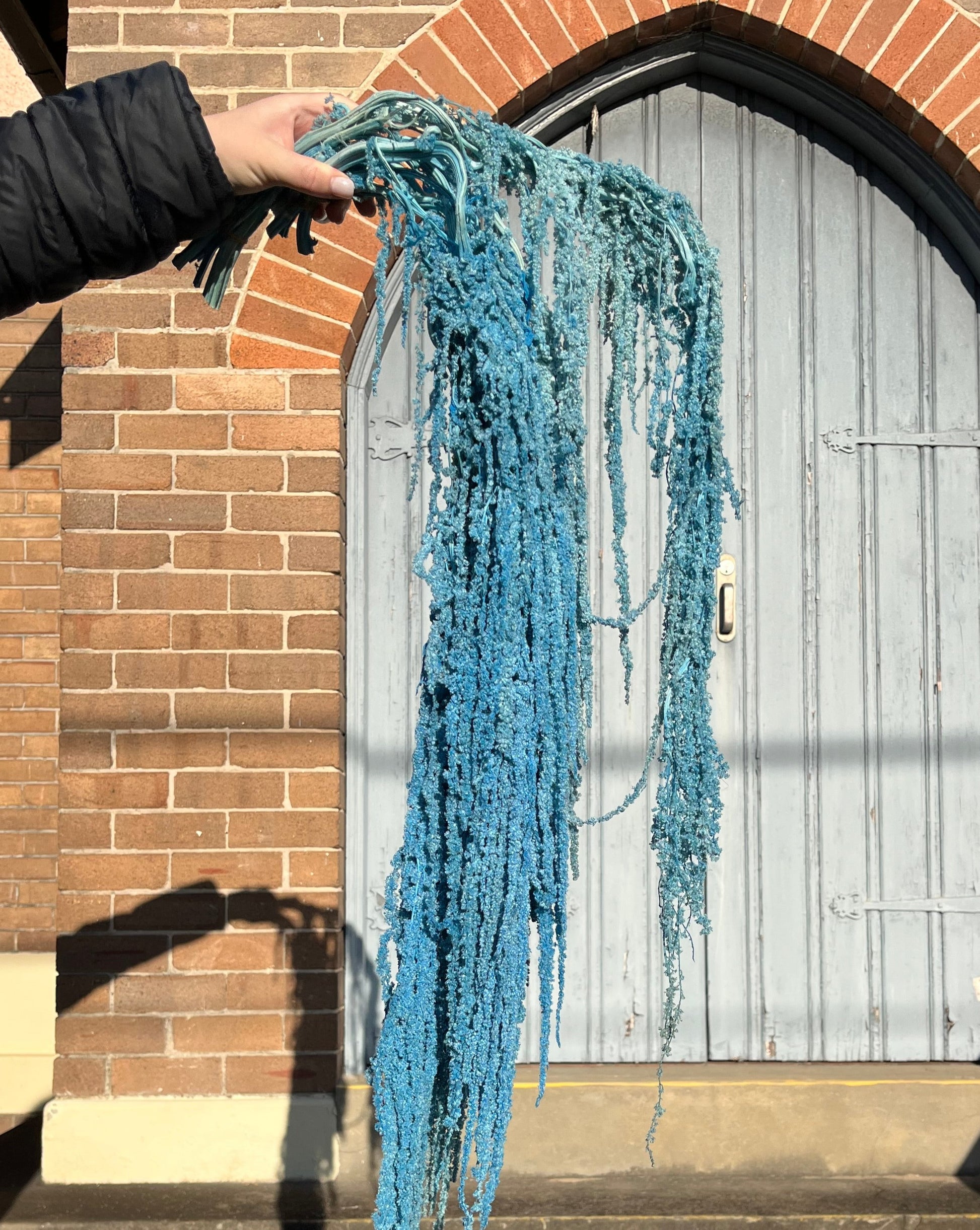 Sea Blue Dried Amaranthus Single Stem – Catherine Phillips Real Touch ...