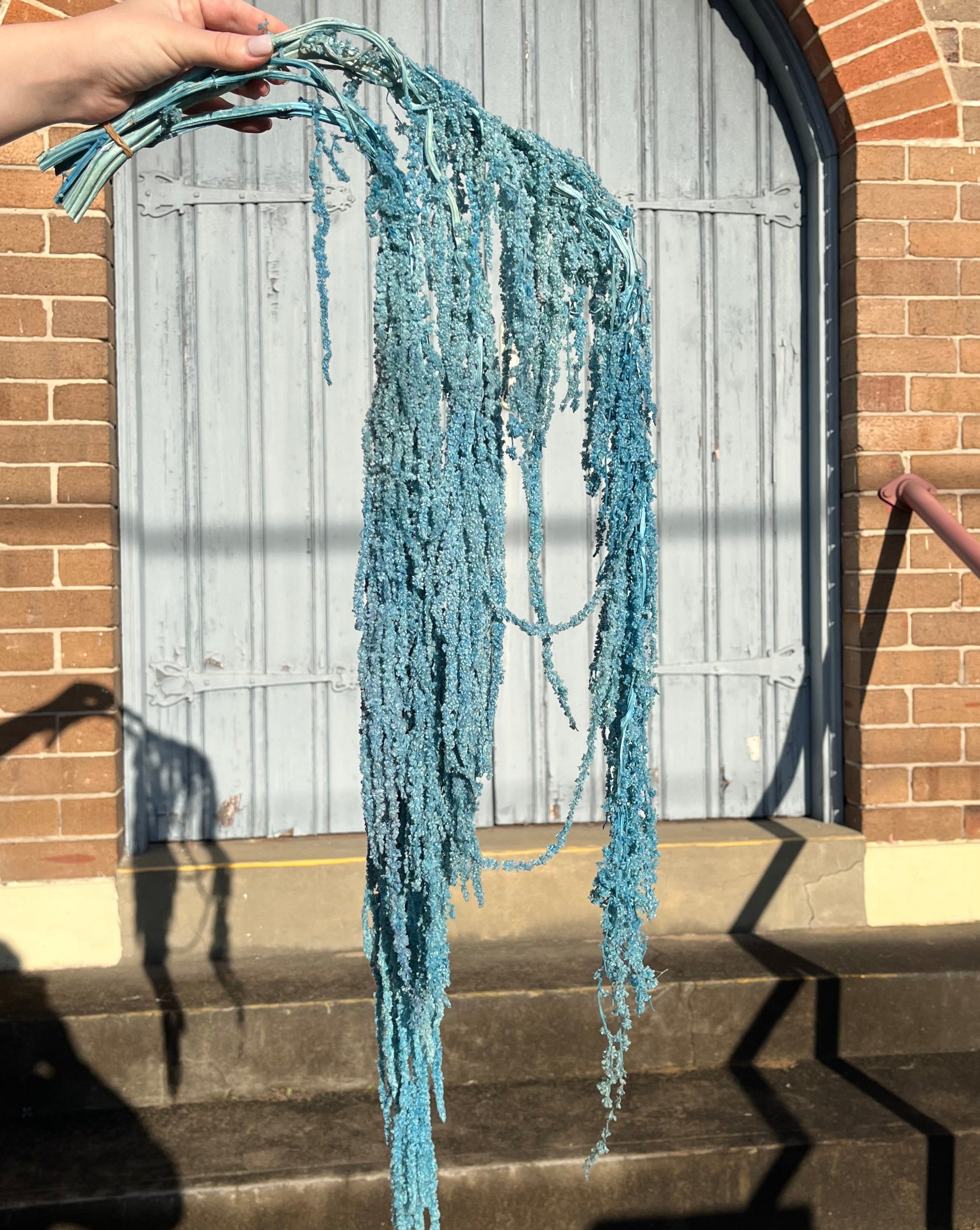 Sea Blue Dried Amaranthus Single Stem – Catherine Phillips Real Touch ...