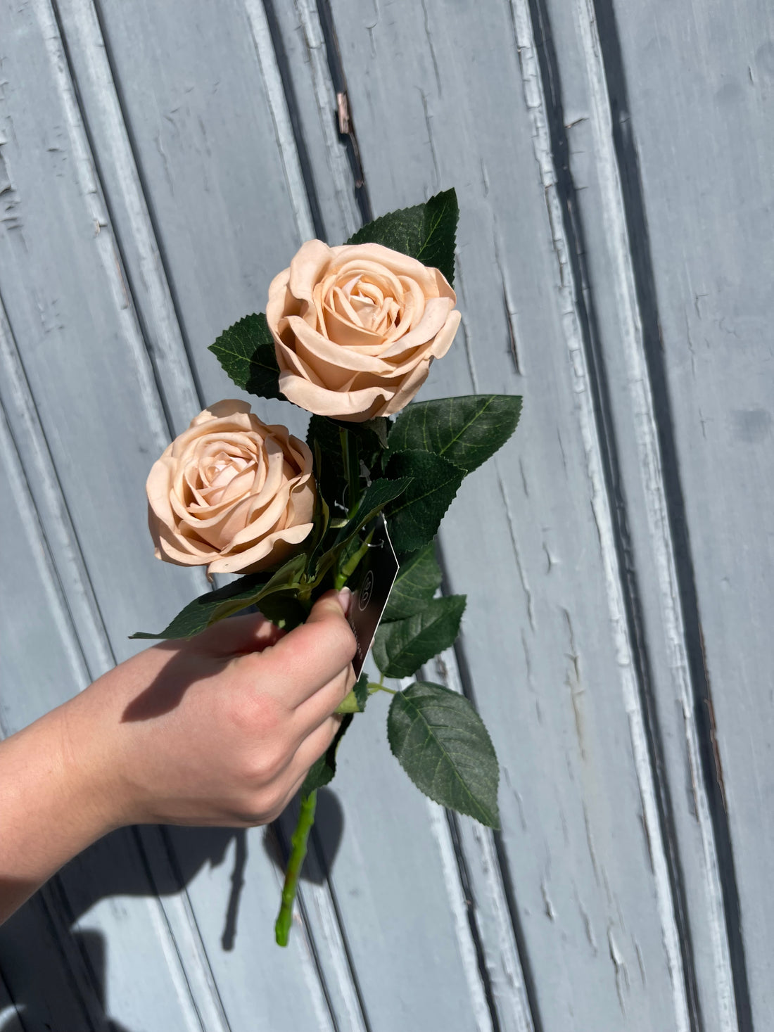 Ariel Rose Spray Blush Spray Single Stem – Catherine Phillips